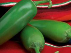 Jalapeño Compadre - Variety Pimiento | Syngenta